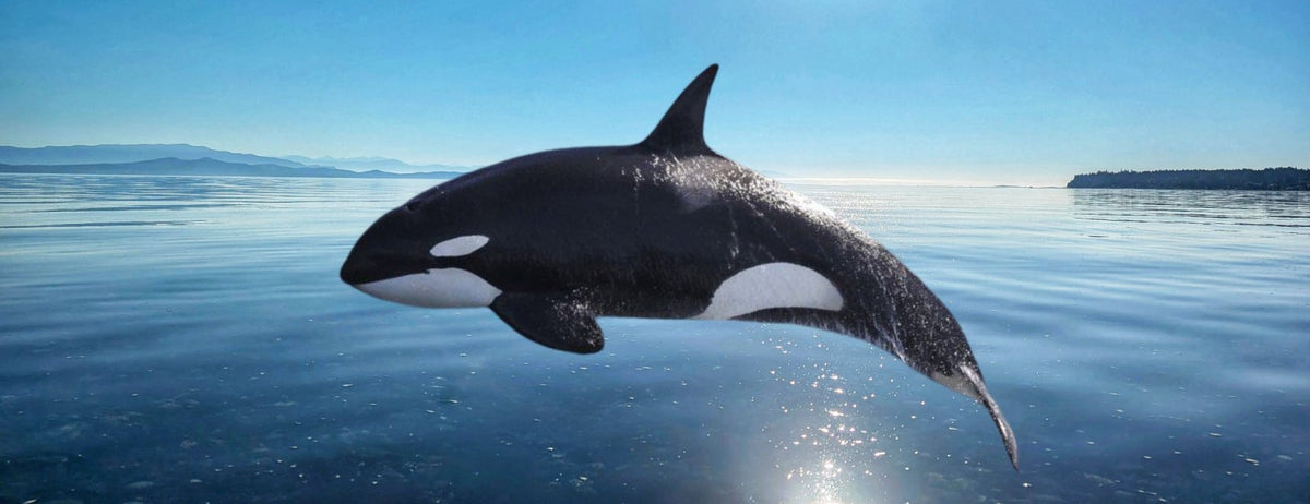 Orca Items – Echo of a Stone