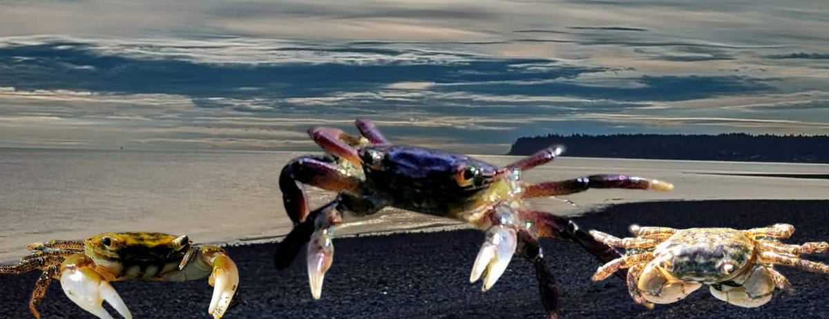 CRAB ITEMS – Echo of a Stone